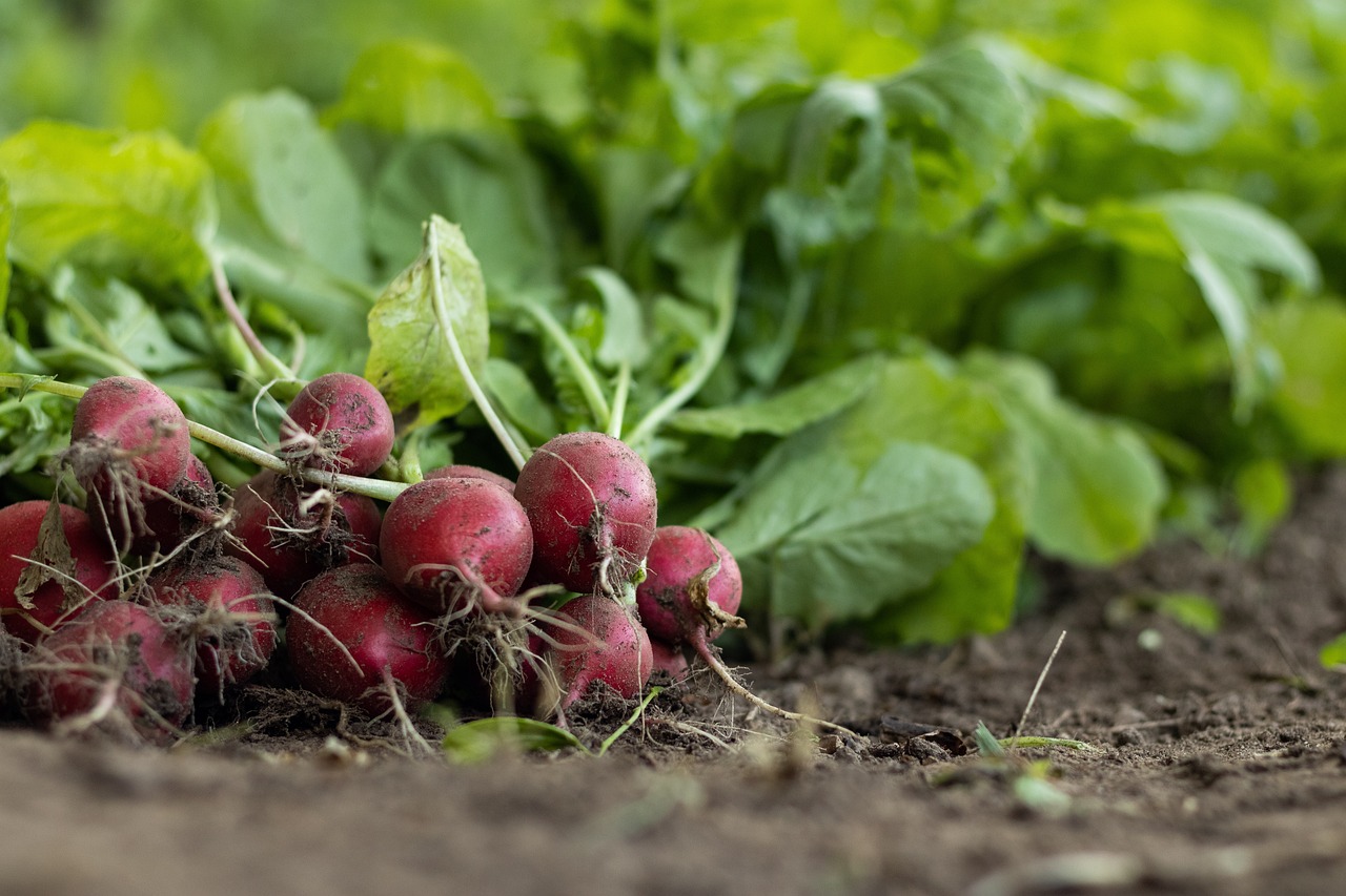 Quand et comment semer les radis de 18 jours ? - Eco Graine