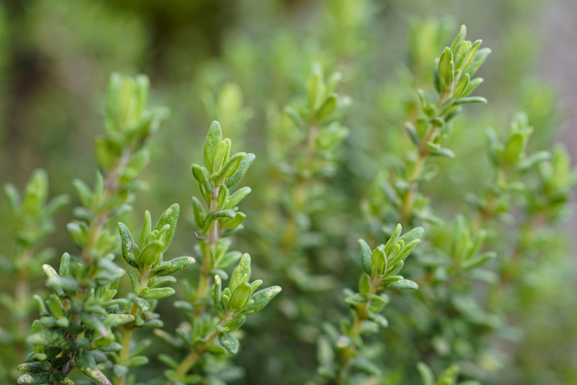 Guide de culture : comment et où planter le thym ? - Eco Graine