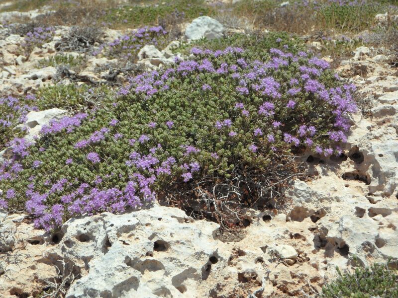 Guide de culture : comment et où planter le thym ? - Eco Graine