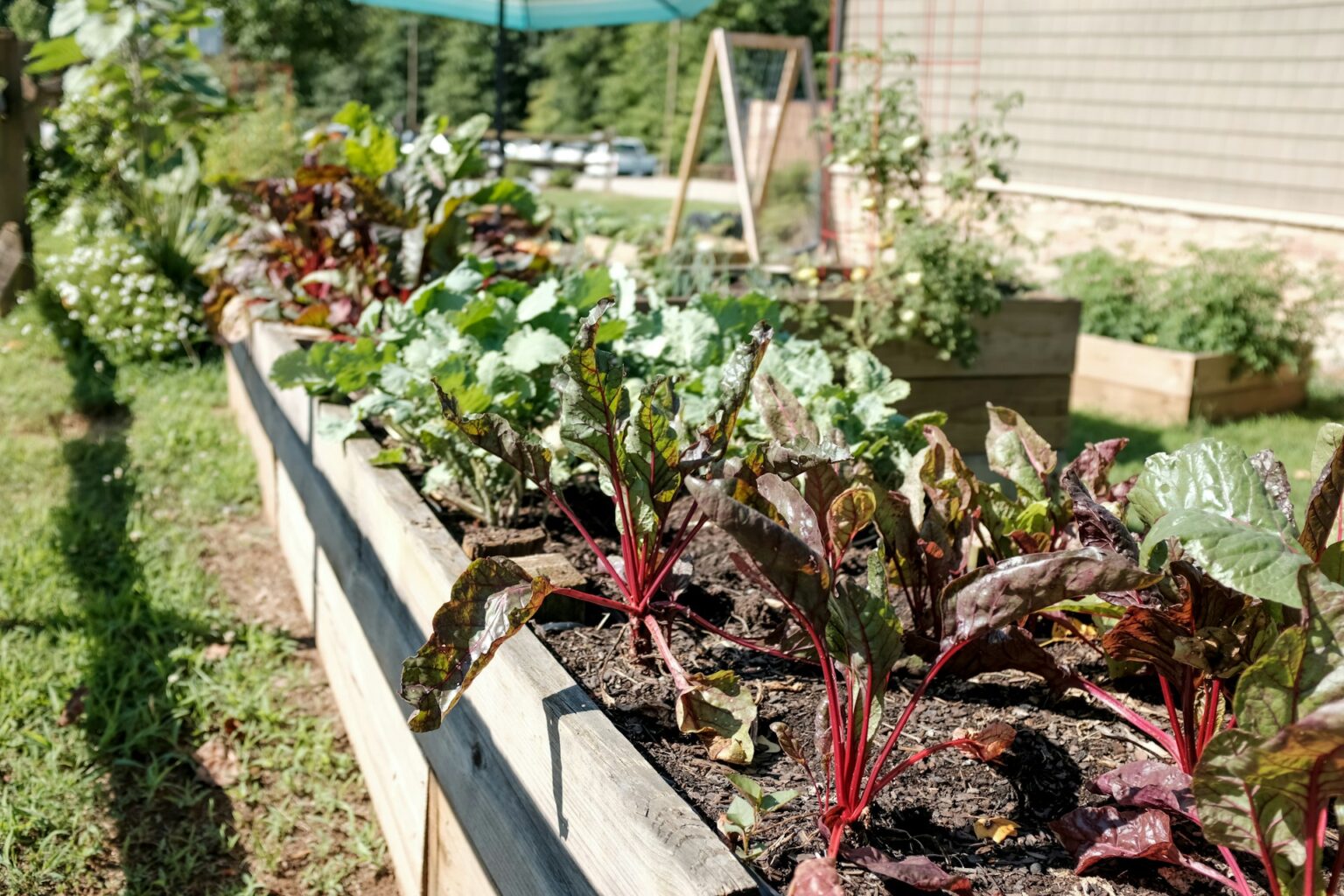 La rotation des cultures au potager : pourquoi et comment la pratiquer ...